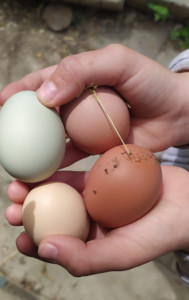 Tipos de huevos, categorías y derivados - Scoolinary Blog