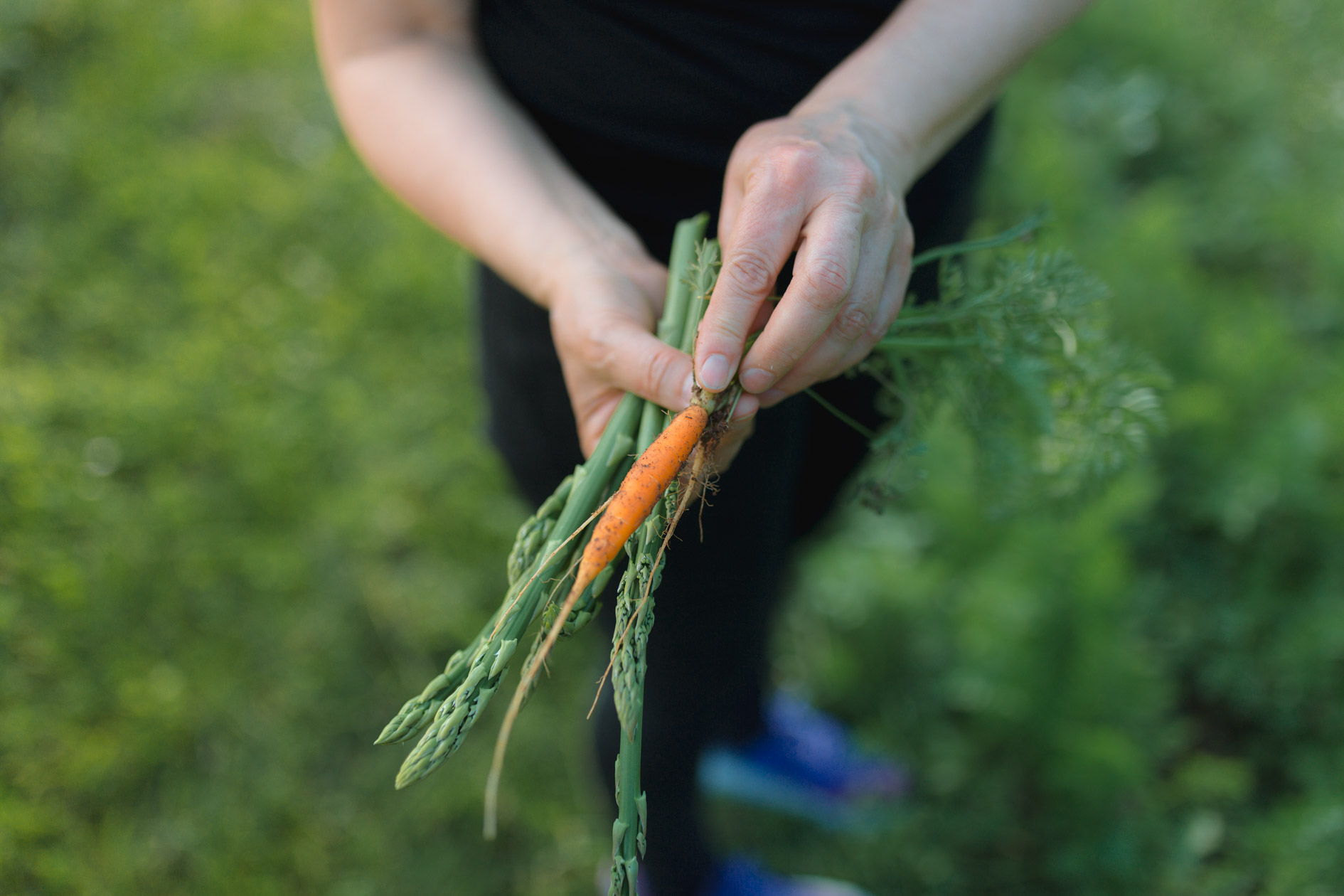 20 verduras que podemos plantar en casa - Scoolinary